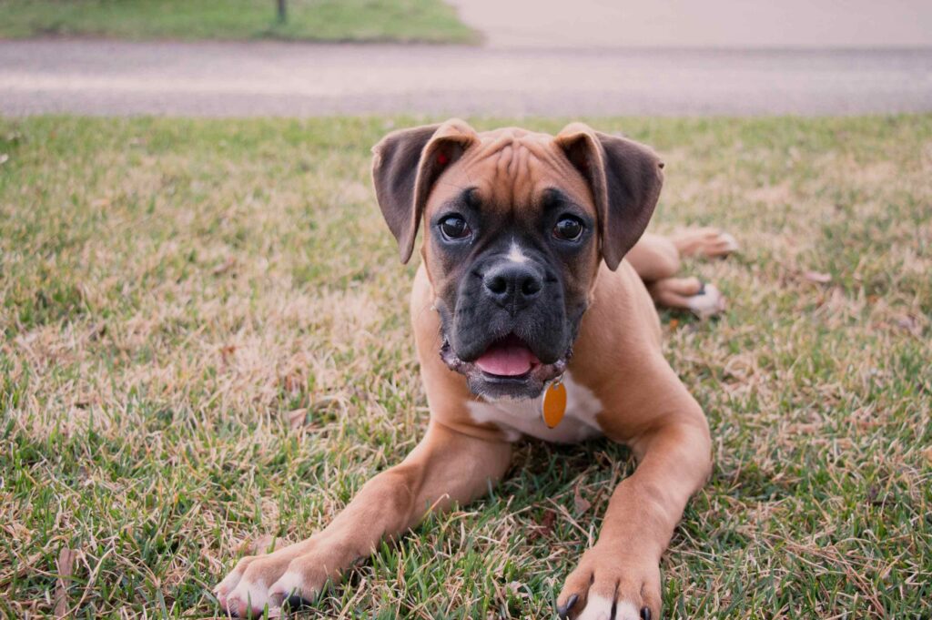Descubriendo la Raza Bóxer: Características, Cuidados y Consejos para ...