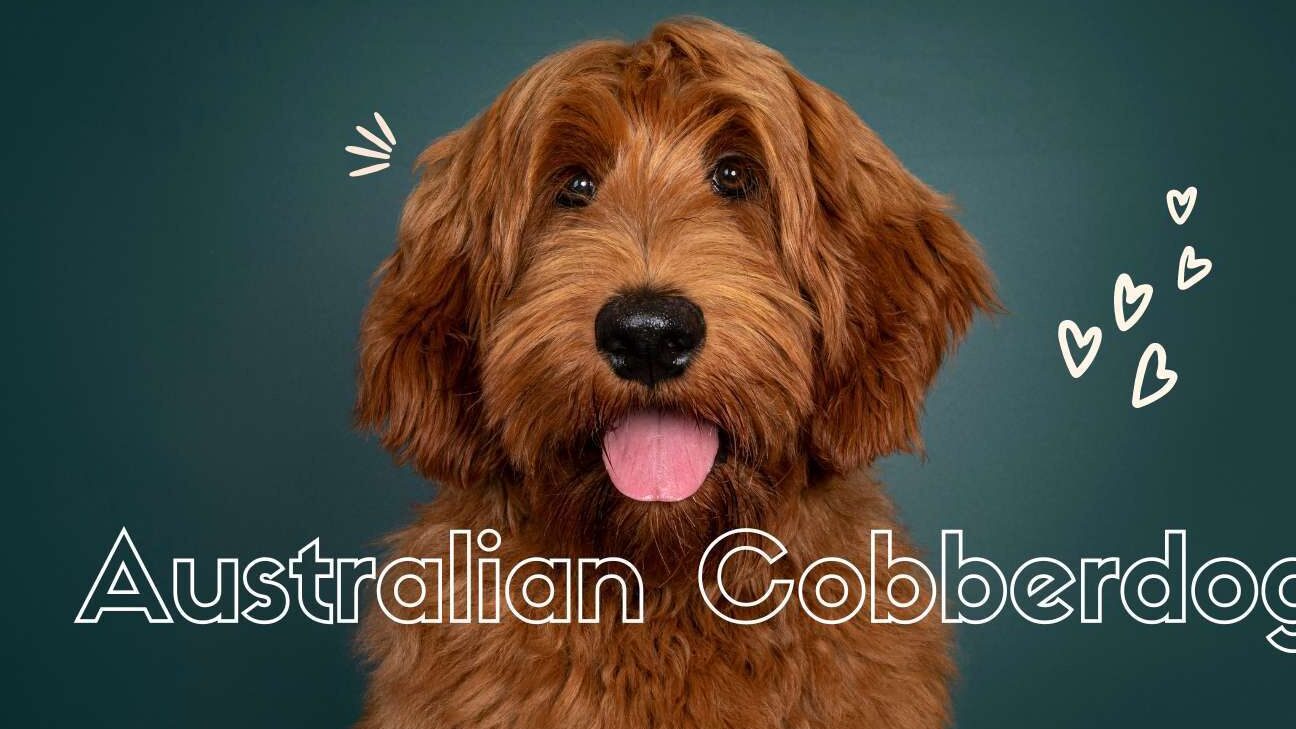 Descubriendo la Raza Australian Cobberdog: Características, Cuidados y ...