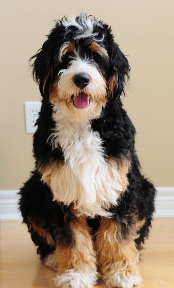 Bernedoodle: Conociendo al pintoresco cruce entre el Bernese Mountain ...