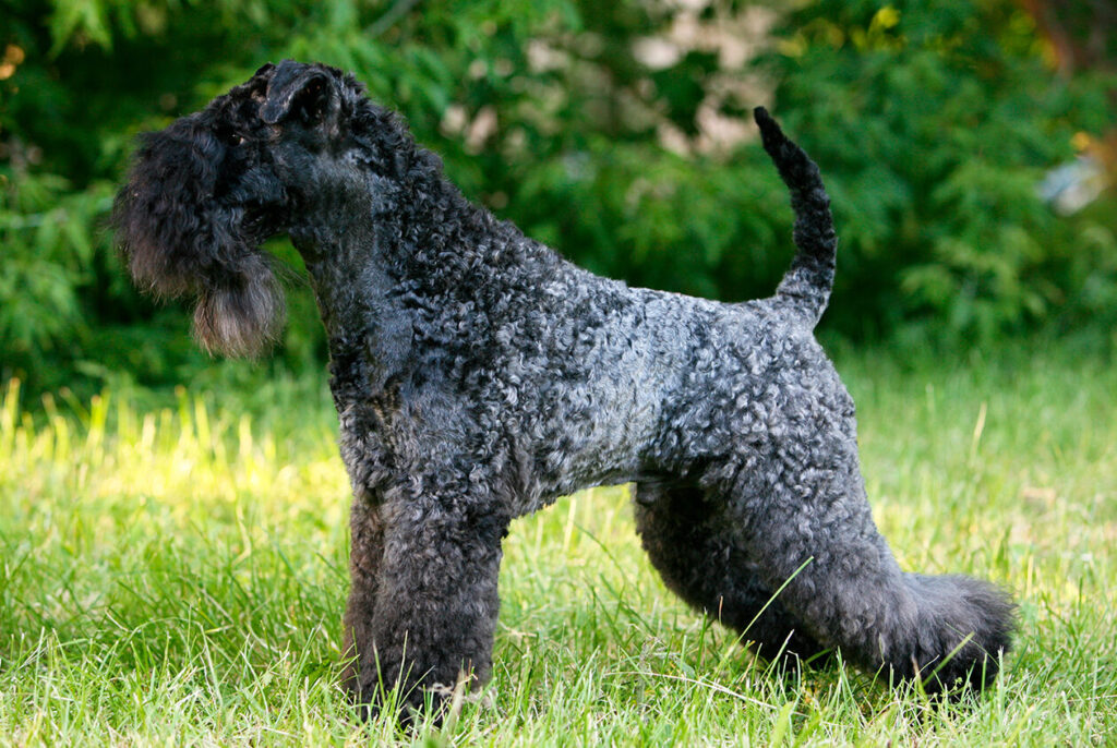 Conociendo a fondo al Kerry Blue Terrier: El elegante perro irlandés de ...