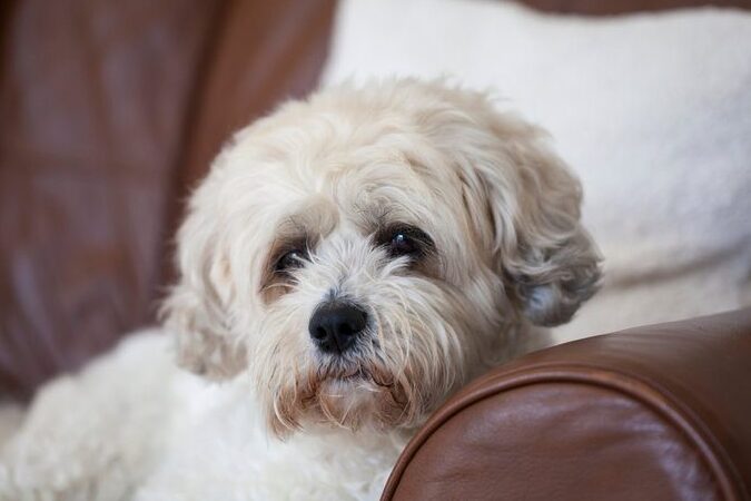 Descubriendo al Zuchón: Un acercamiento profundo a la adorable mezcla ...
