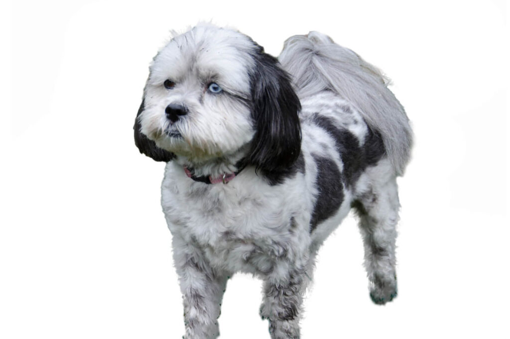 Shih-Poo: El Encanto y Carácter Único de esta Adorable Raza de Perros ...